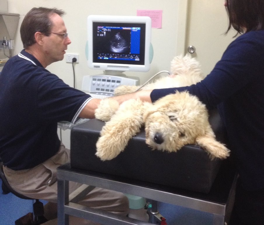 Home [www.newcastleveterinaryultrasound.com.au]