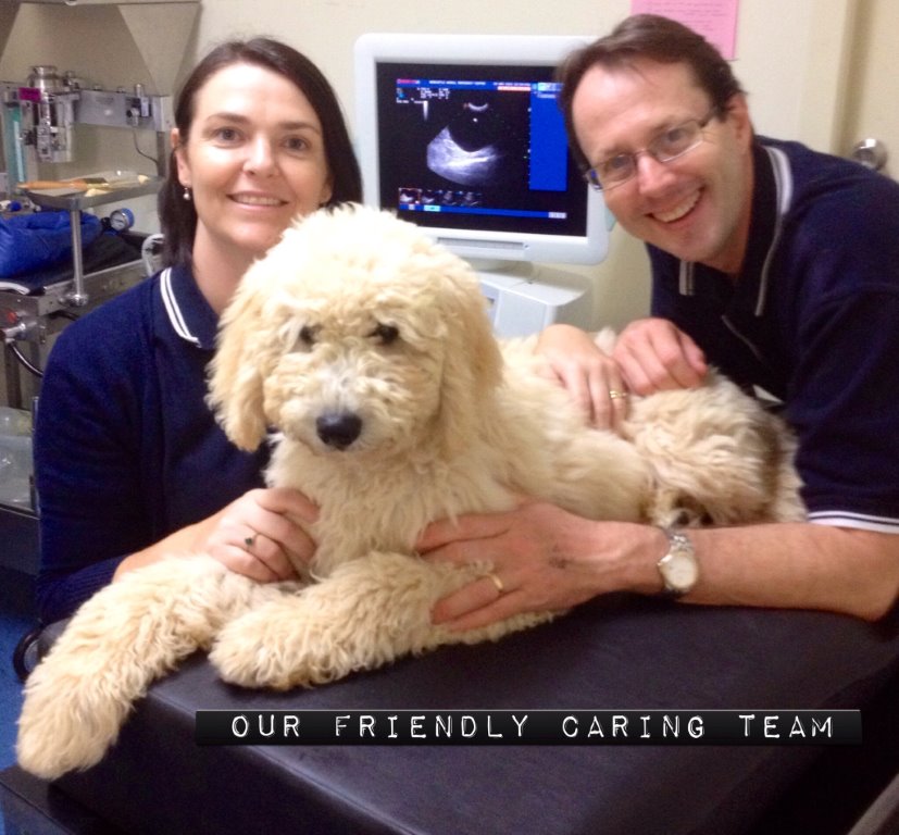 Home [www.newcastleveterinaryultrasound.com.au]